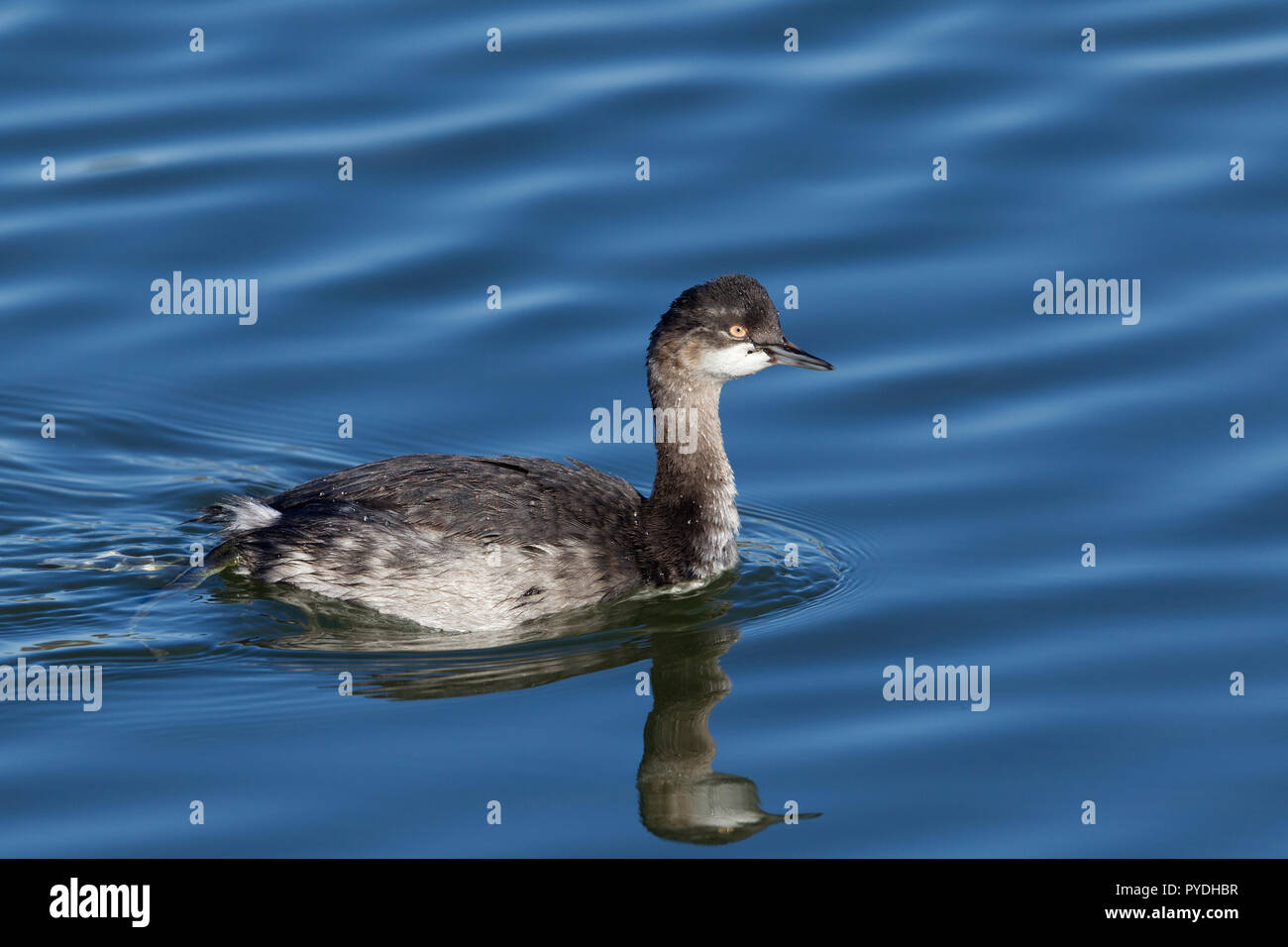 Eared grebe winter plumage hi-res stock photography and images - Alamy