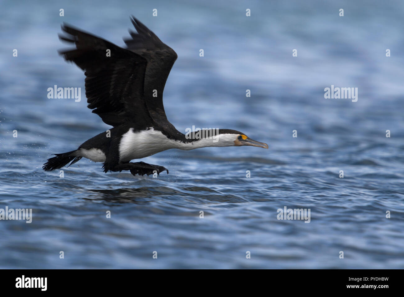 Pied cormorant taking off hi-res stock photography and images - Alamy