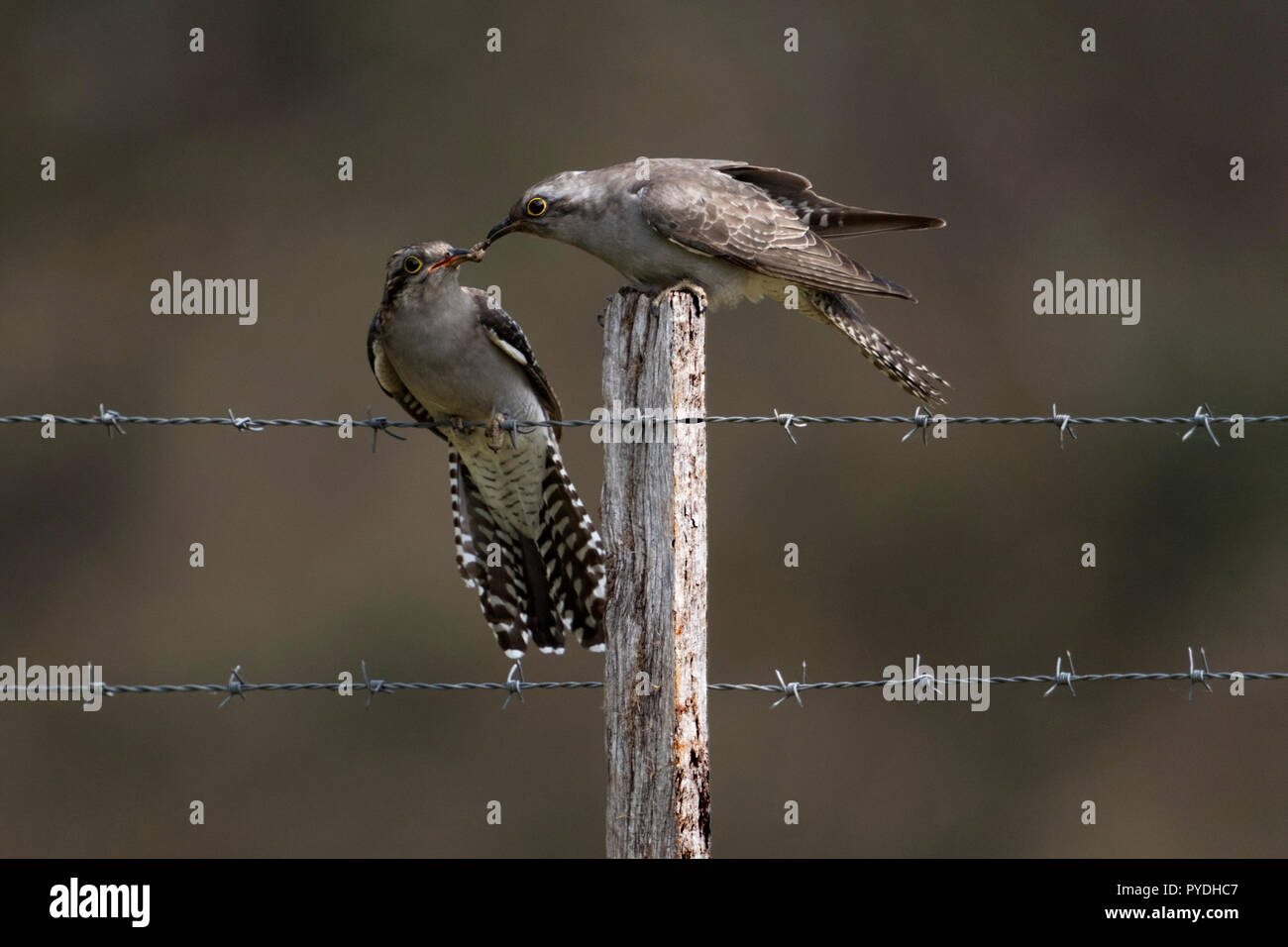 Cuckoo female hi-res stock photography and images - Alamy