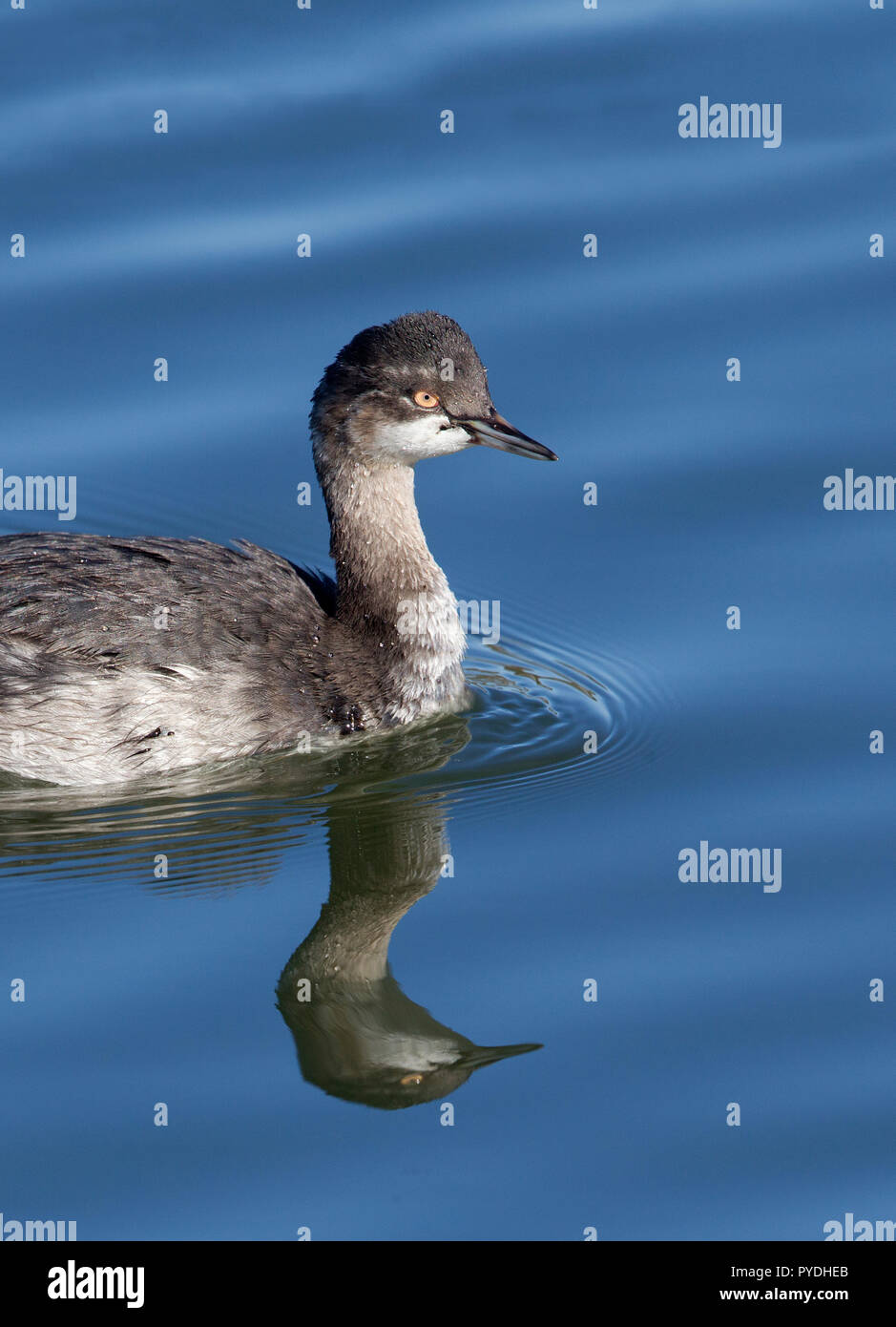 Eared Grebe Winter