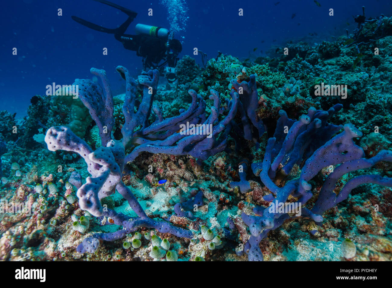 Haliclona sp Blue sponge Coral reef Maldives Stock Photo - Alamy