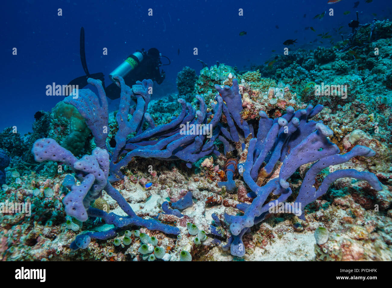 Haliclona sp Blue sponge Coral reef Maldives Stock Photo - Alamy