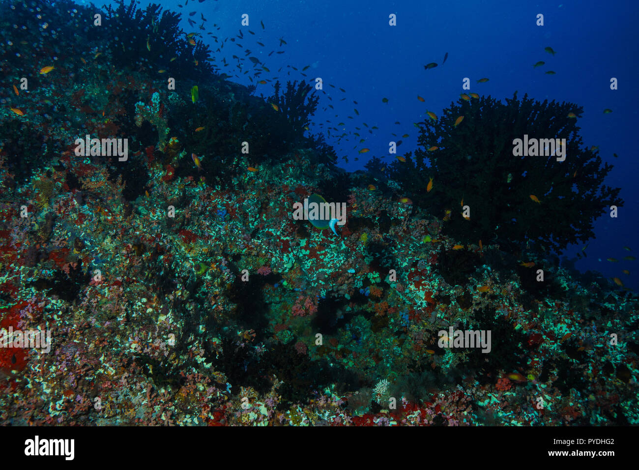Tubastraea Micranthus midnight Coral Maldives Stock Photo - Alamy