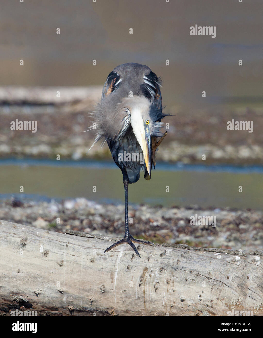 Bird scratching head hi-res stock photography and images - Alamy