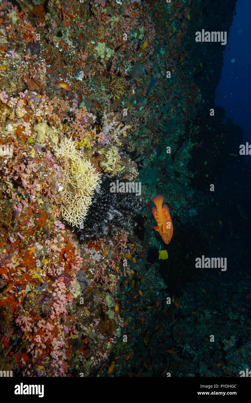 Coral reef Maldives Stock Photo - Alamy