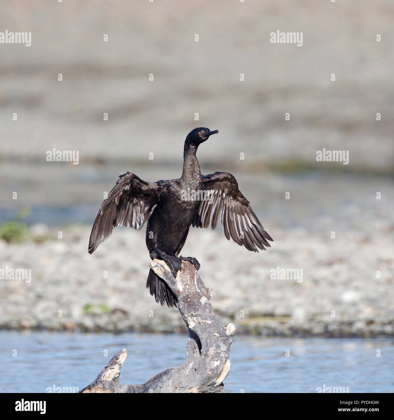 Cormorant with wings spread to dry hi-res stock photography and images ...