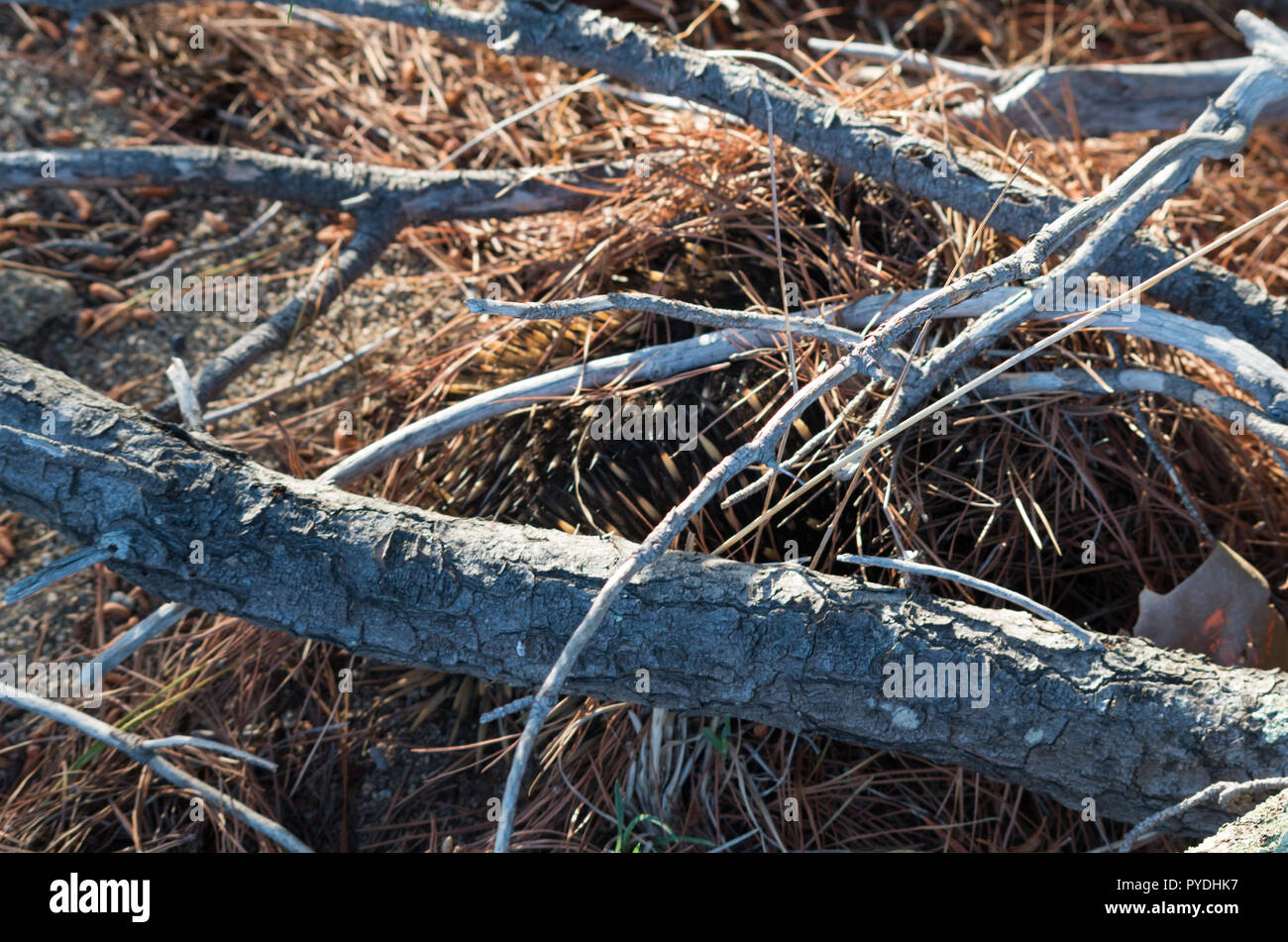 Hide behind branches hi-res stock photography and images - Alamy