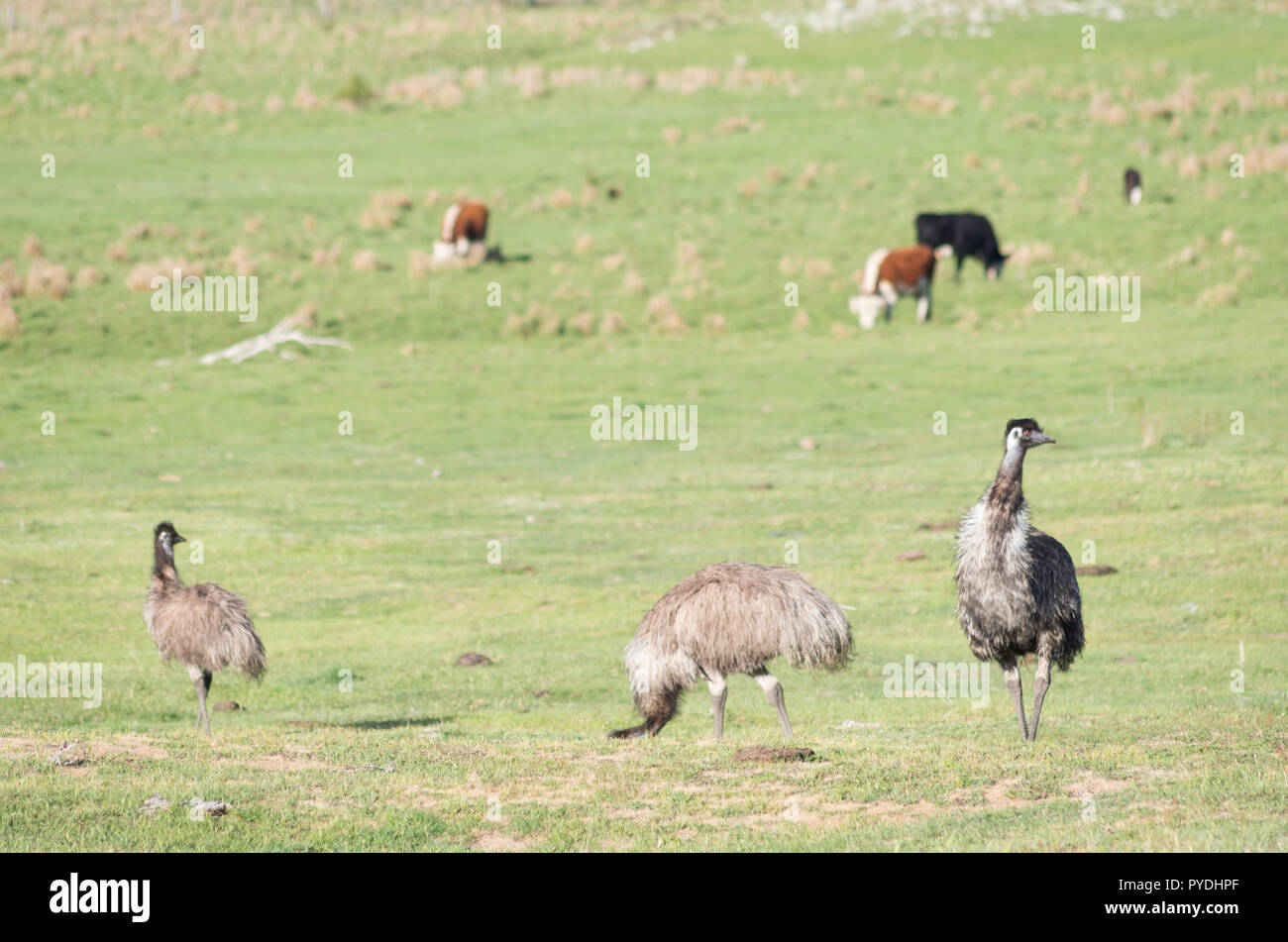 Emus in a landscape hi-res stock photography and images - Alamy