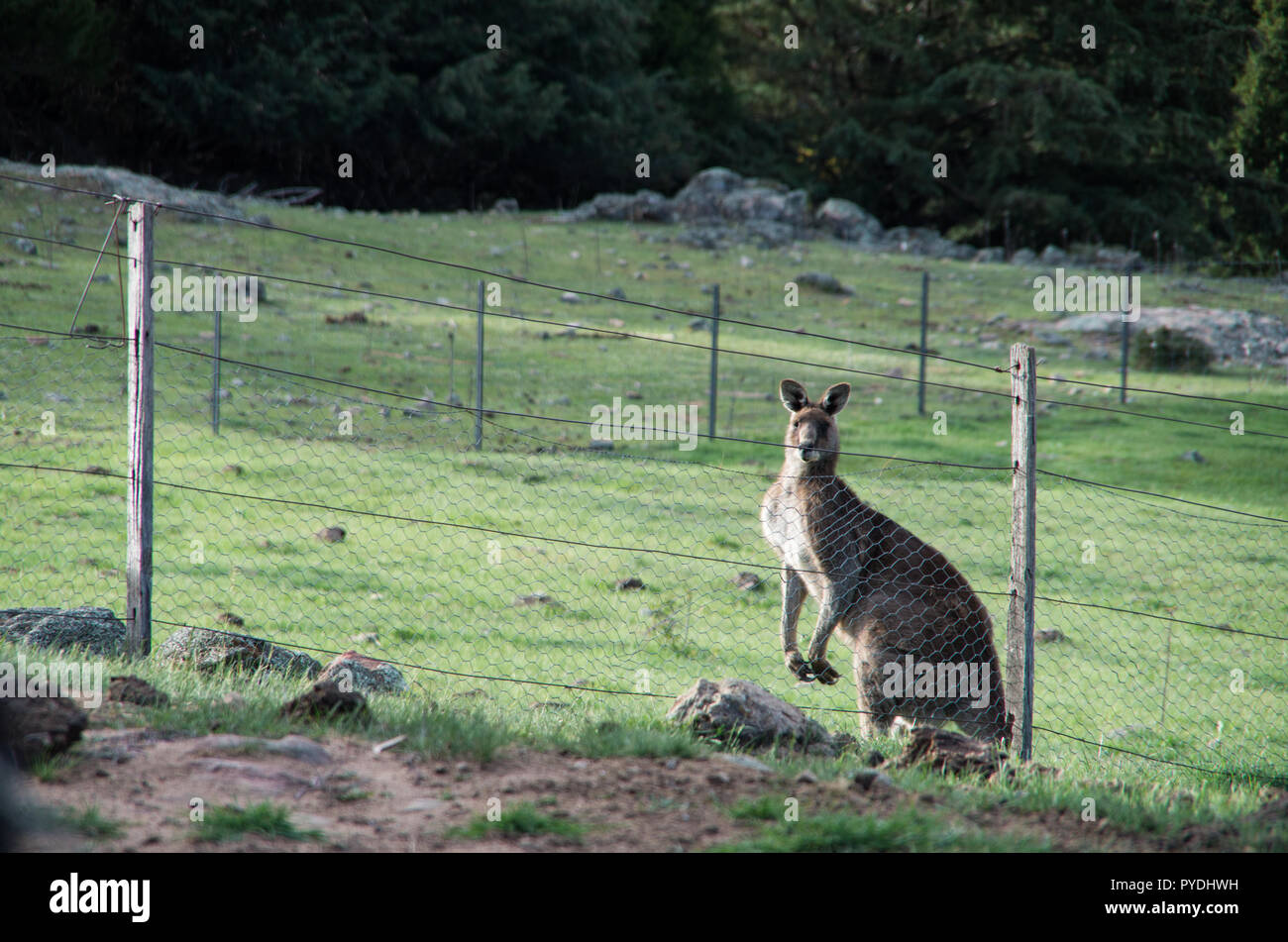 Wild male kangaroo in a farm field grazing Stock Photo - Alamy