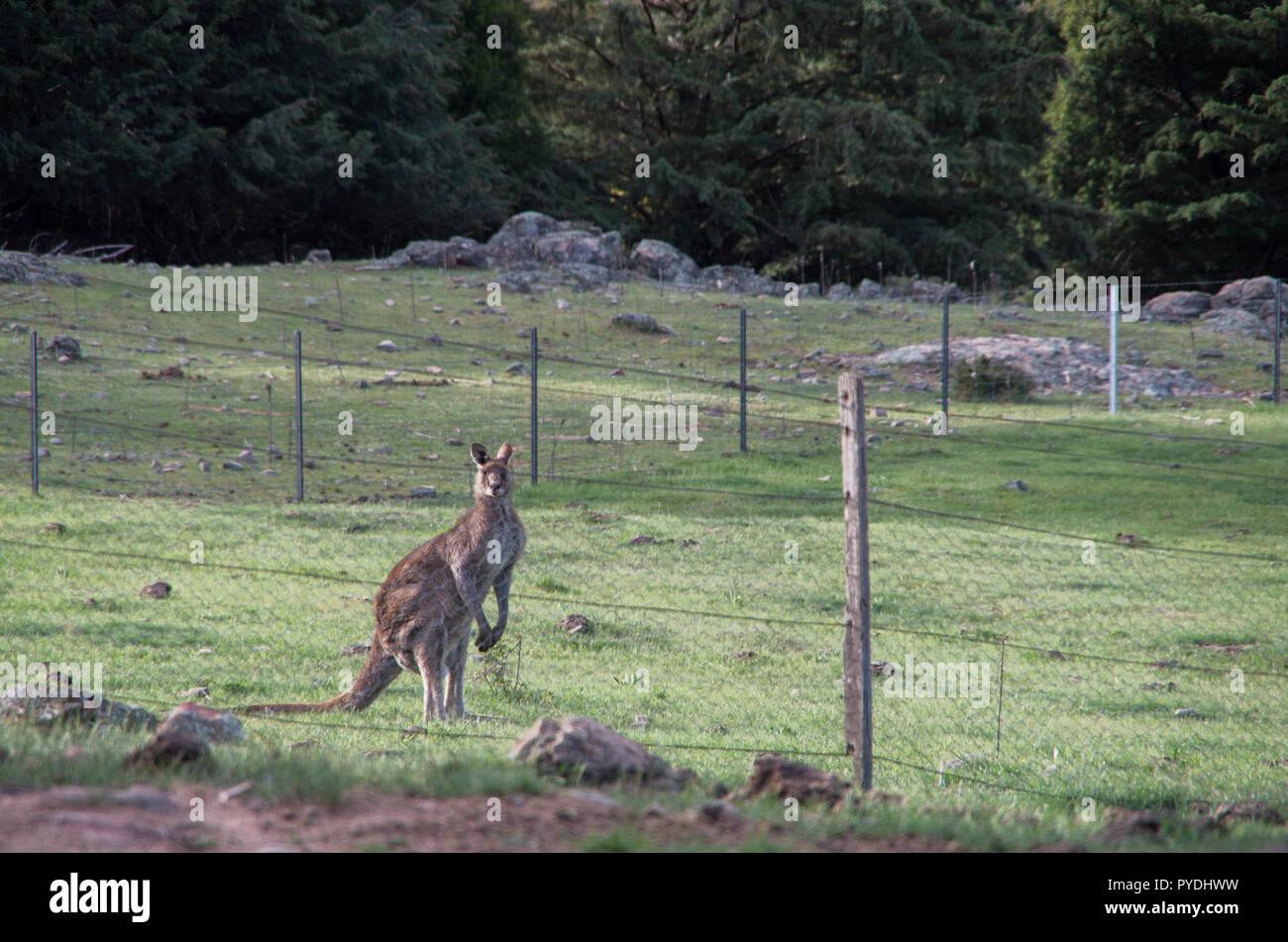 Wild male kangaroo in a farm field grazing Stock Photo - Alamy