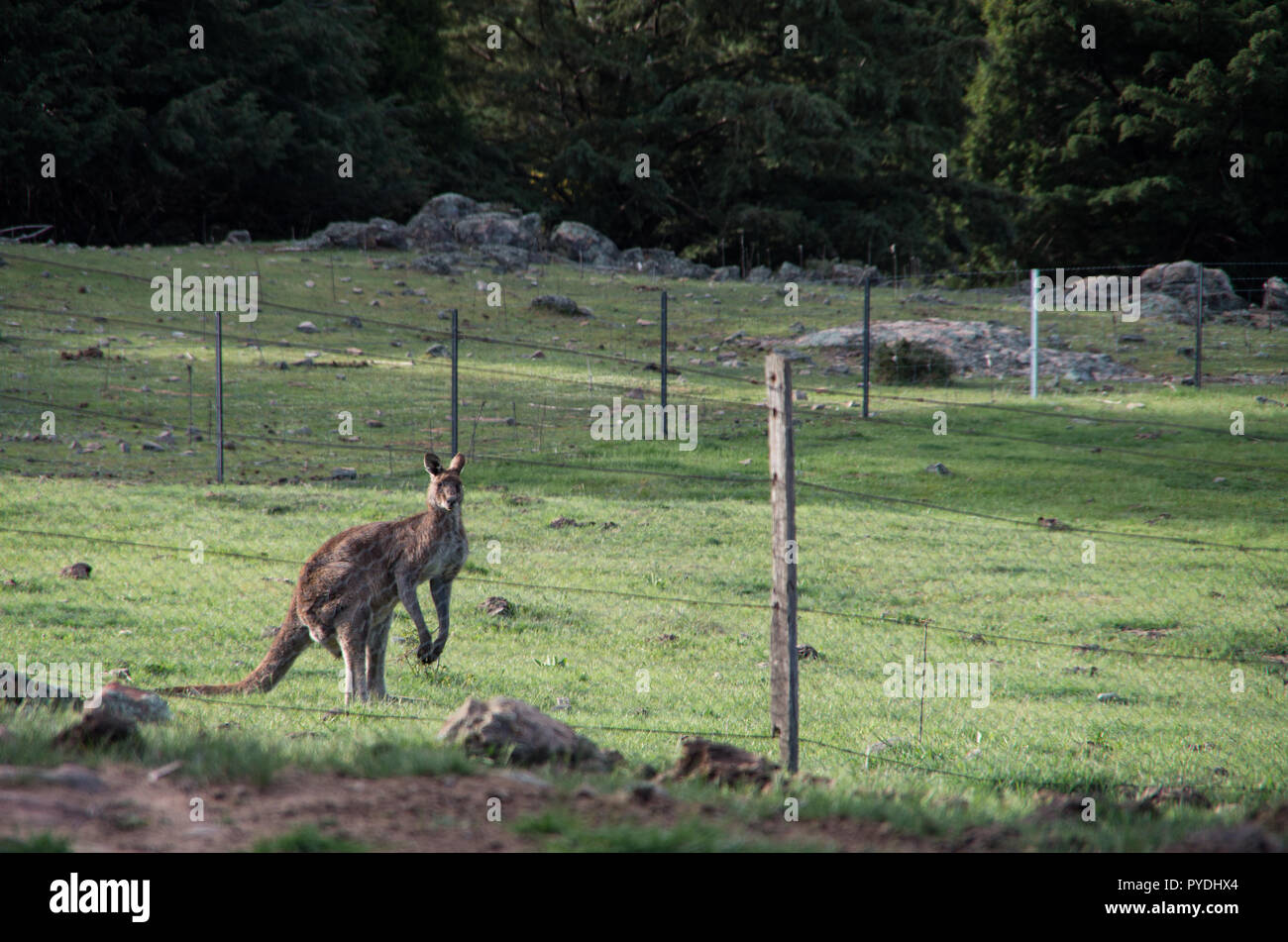 Wild male kangaroo in a farm field grazing Stock Photo - Alamy