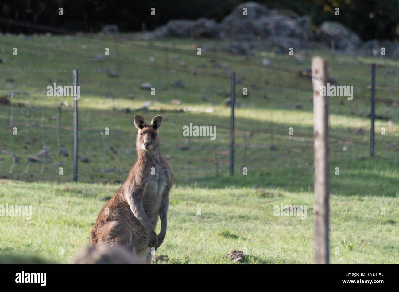 Wild male kangaroo in a farm field grazing Stock Photo - Alamy