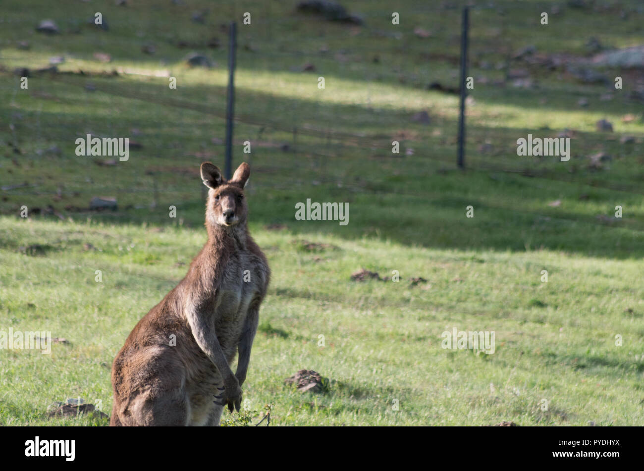 Kangaroo zoom hi-res stock photography and images - Alamy