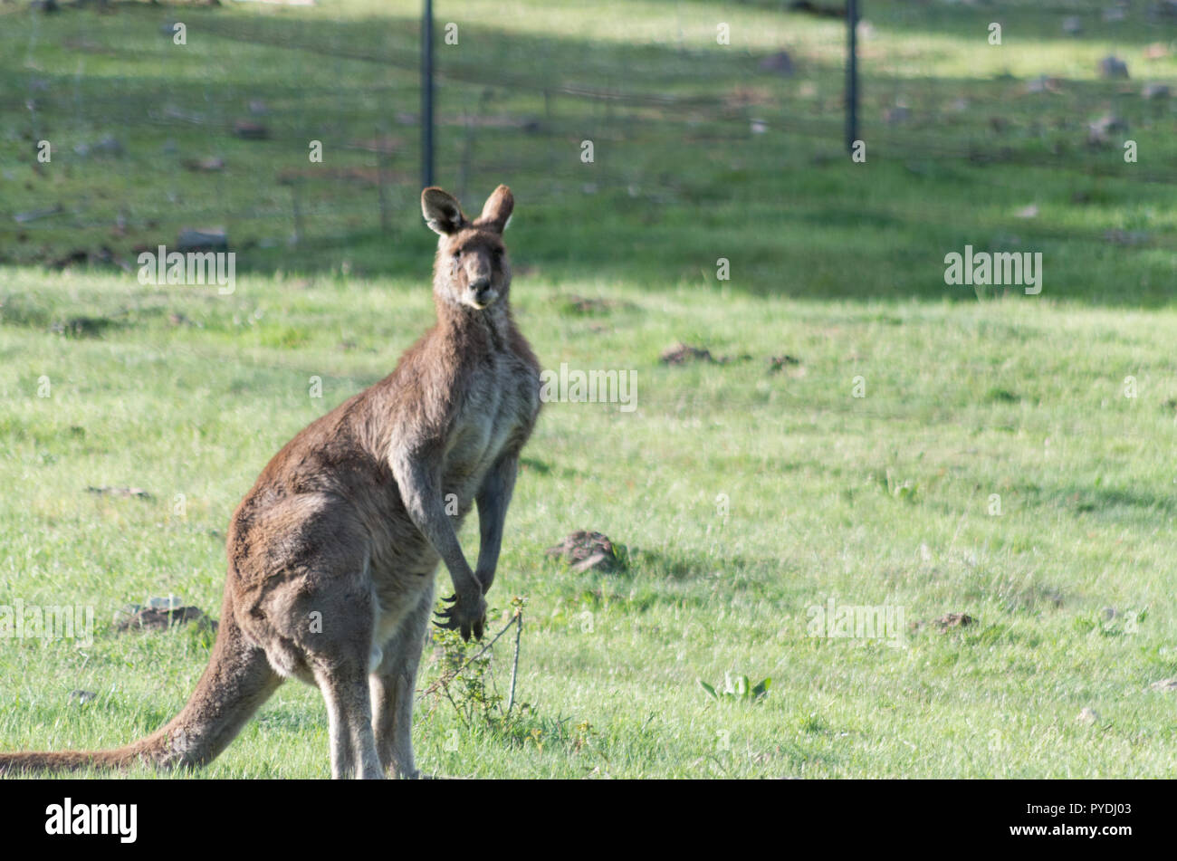 Wild male kangaroo in a farm field grazing Stock Photo - Alamy
