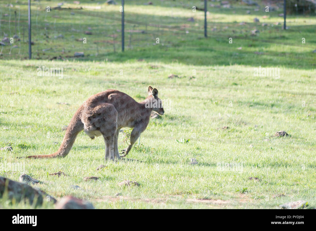 Kangaroo zoom hi-res stock photography and images - Alamy