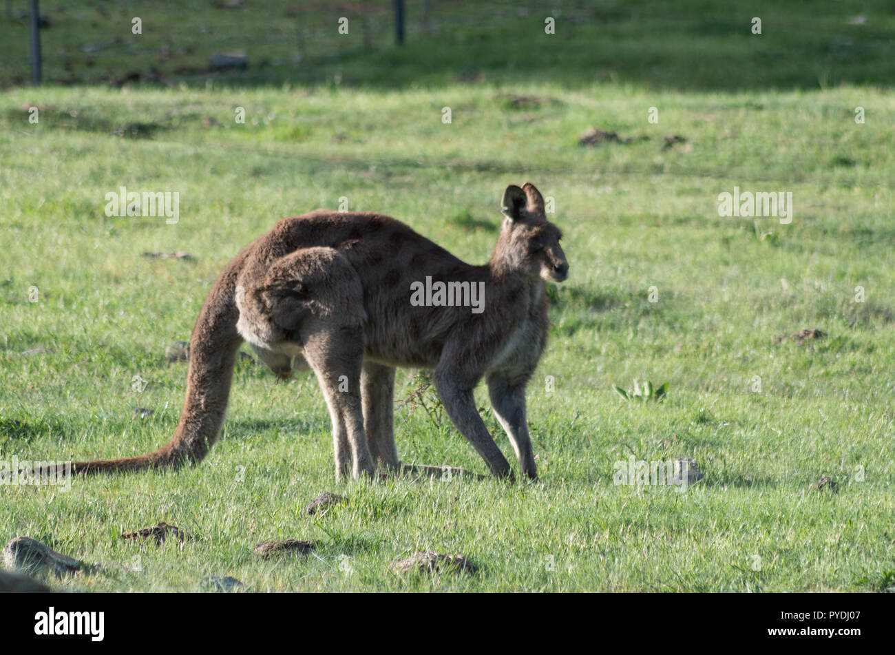 Wild male kangaroo in a farm field grazing Stock Photo - Alamy