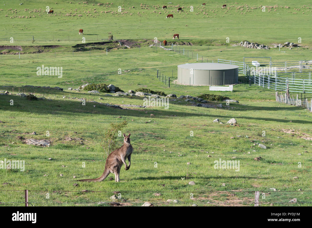 Wild male kangaroo in a farm field grazing with cows Stock Photo - Alamy