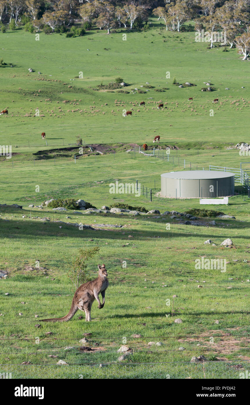 Wild male kangaroo in a farm field grazing with cows Stock Photo - Alamy