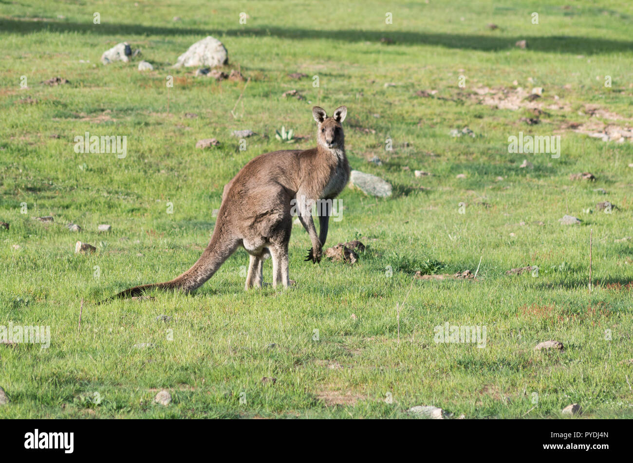 Wild male kangaroo in a farm field grazing Stock Photo - Alamy