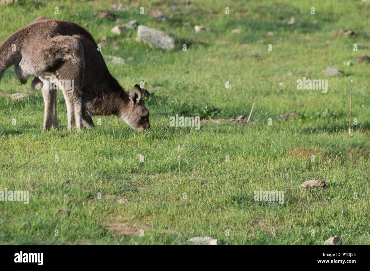 Wild male kangaroo in a farm field grazing Stock Photo - Alamy