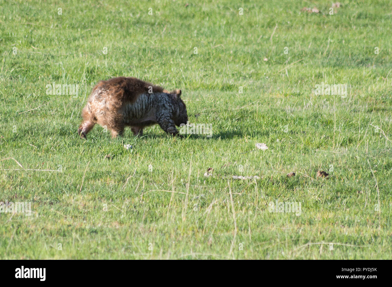 Wombat with bad mange walking around in a field Stock Photo - Alamy