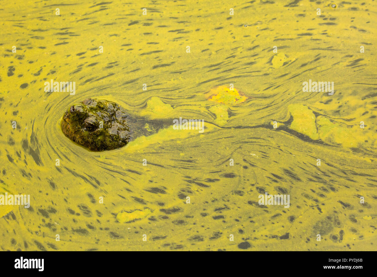 snapping turtle,Chelydra serpentina, and algal bloom,Cyanobacteria ...