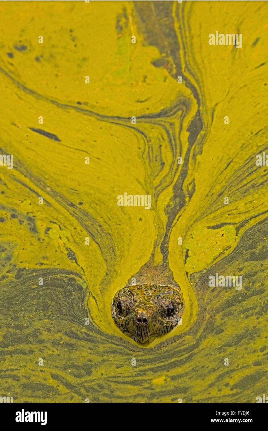 snapping turtle,Chelydra serpentina, and algal bloom,Cyanobacteria ...