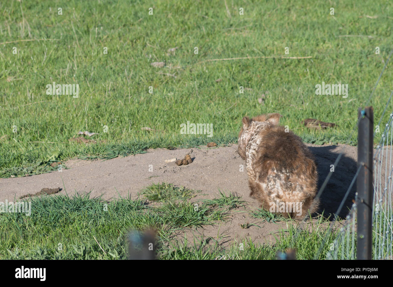 Wombat with bad mange sitting next to a pile of wombat poo at its ...