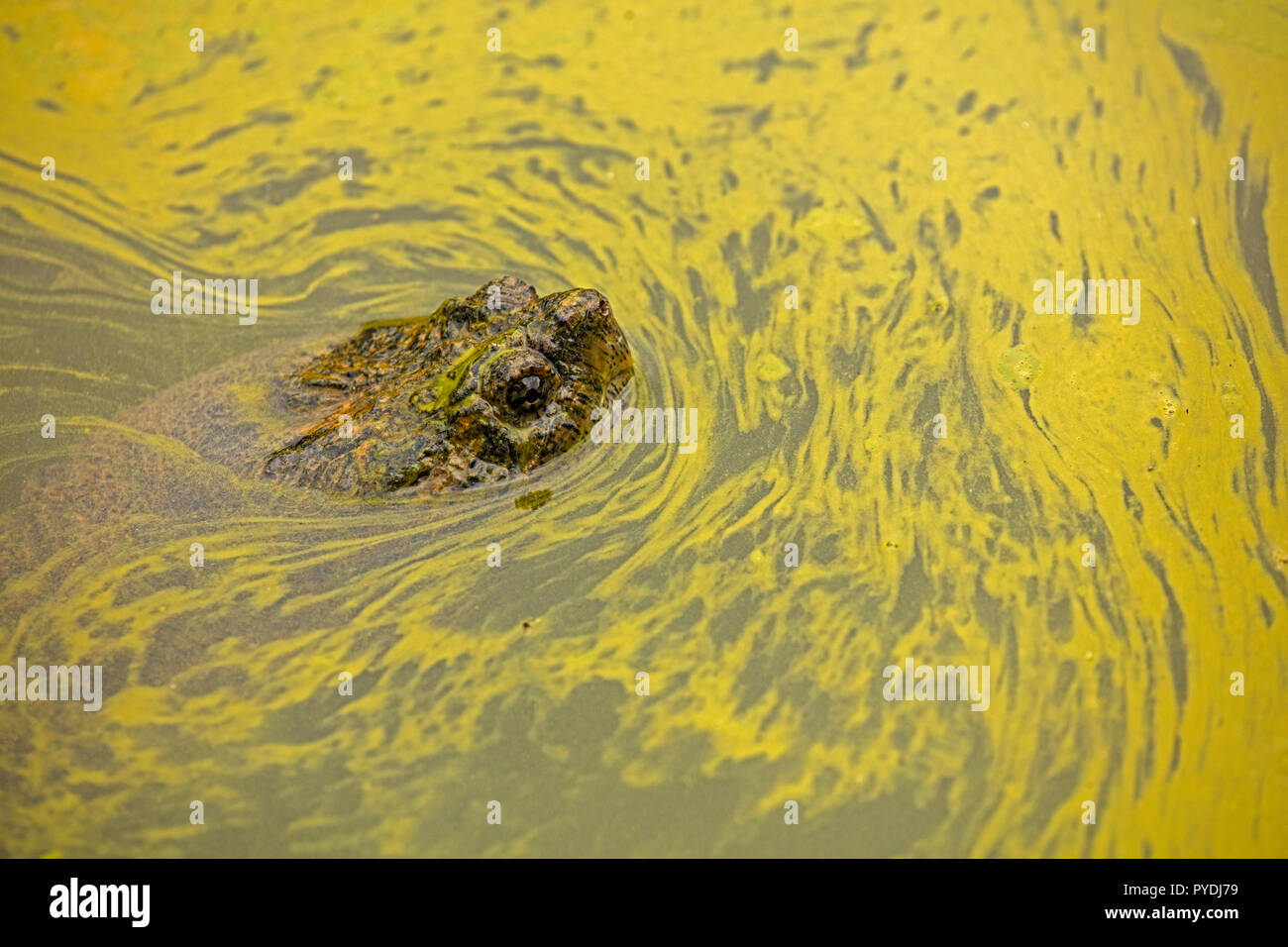 snapping turtle,Chelydra serpentina, and algal bloom,Cyanobacteria ...