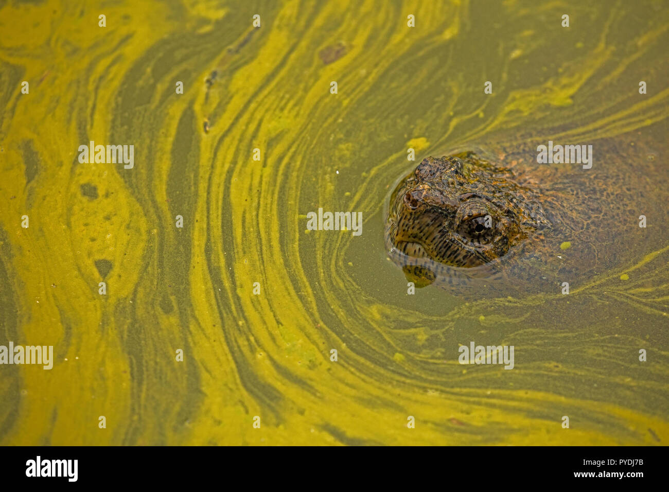 snapping turtle,Chelydra serpentina, and algal bloom,Cyanobacteria ...