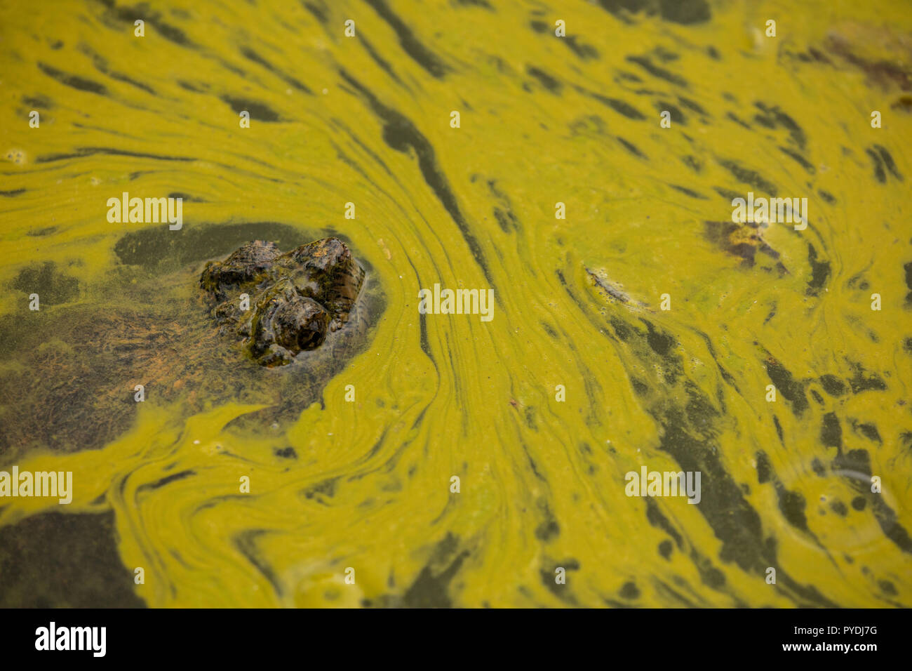 snapping turtle,Chelydra serpentina, and algal bloom,Cyanobacteria ...