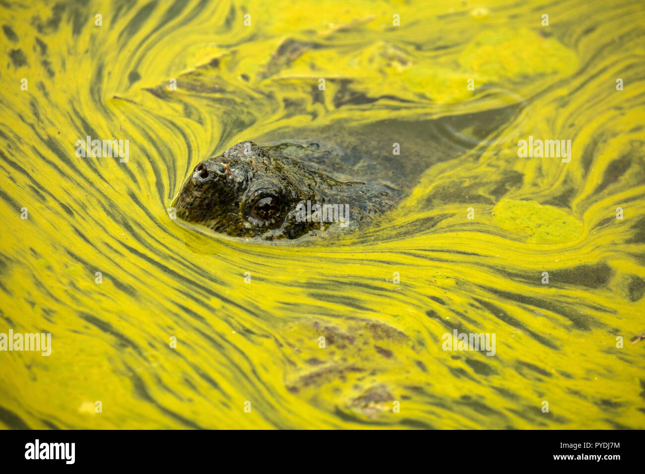 snapping turtle,Chelydra serpentina, and algal bloom,Cyanobacteria ...