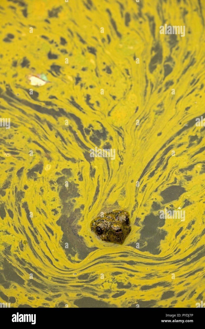 snapping turtle,Chelydra serpentina, and algal bloom,Cyanobacteria ...