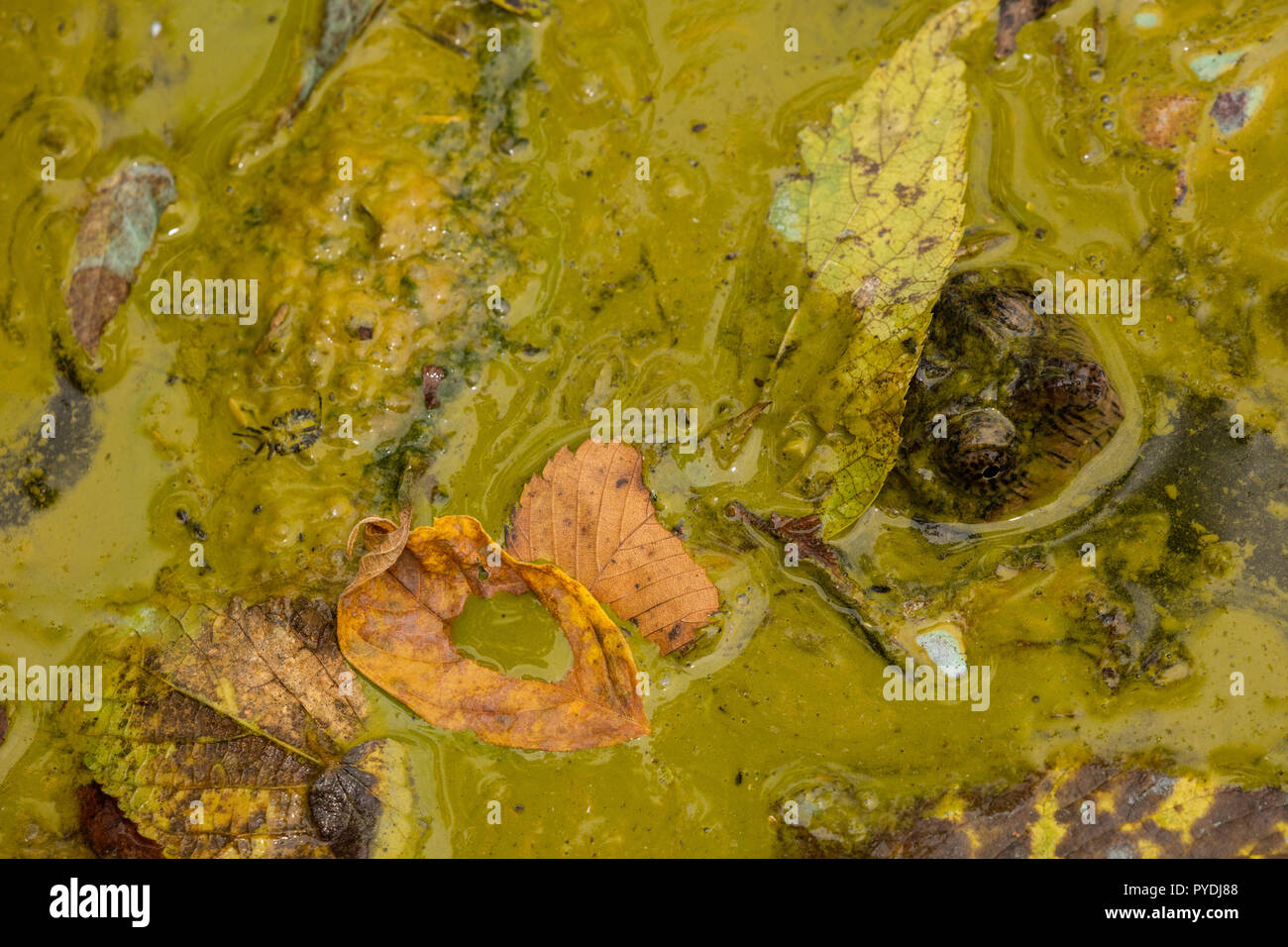 snapping turtle,Chelydra serpentina, and algal bloom,Cyanobacteria ...