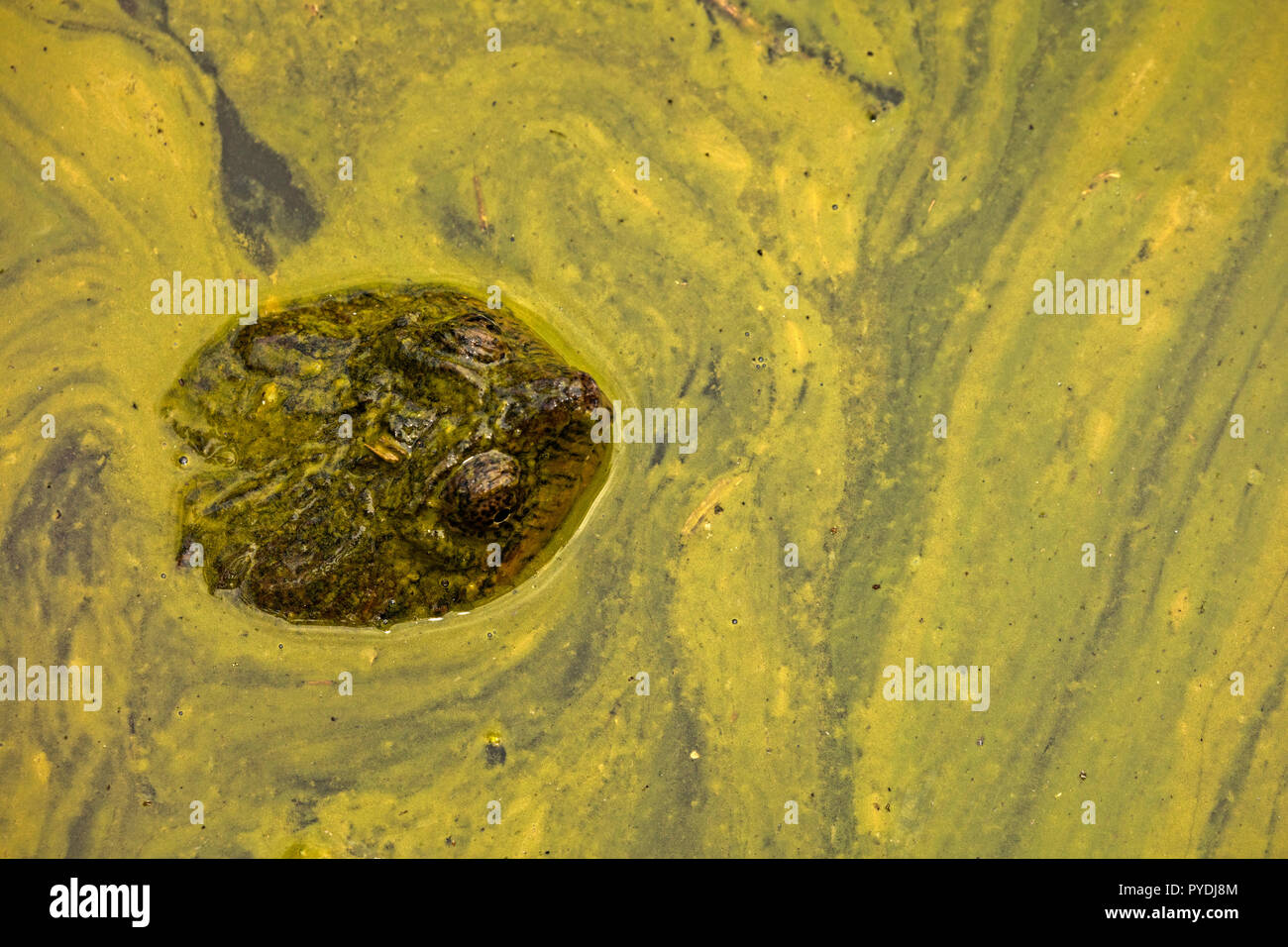 snapping turtle,Chelydra serpentina, and algal bloom,Cyanobacteria ...