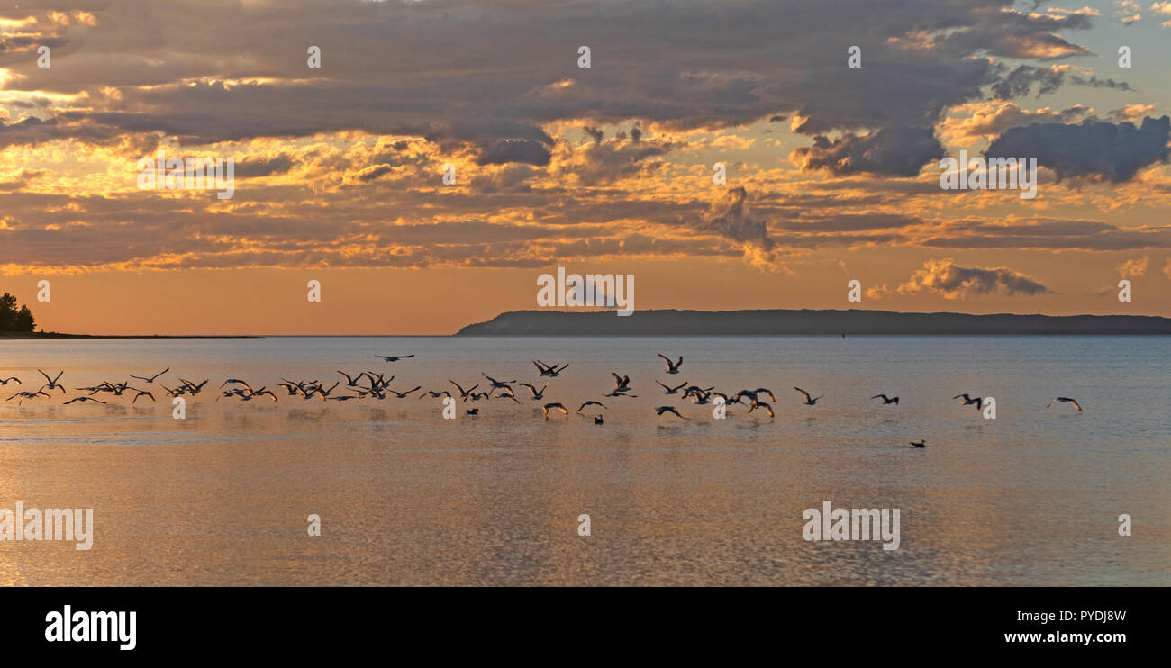 Sea Gulls Taking Off into the Sunset on Lake Michigan Near Sleeping ...