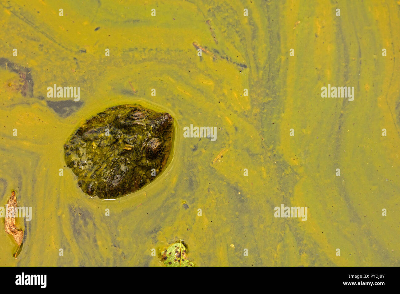snapping turtle,Chelydra serpentina, and algal bloom,Cyanobacteria ...