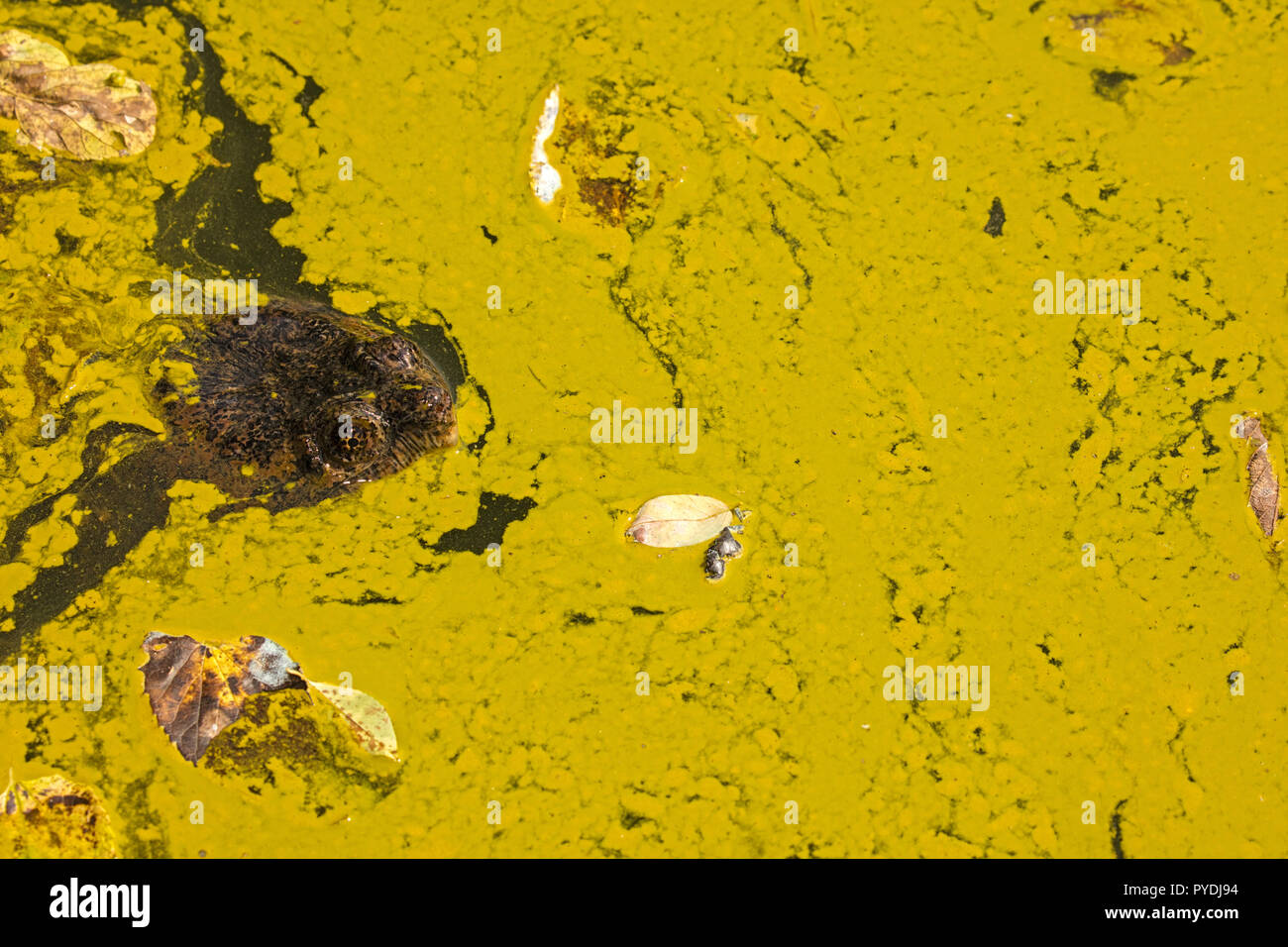 snapping turtle,Chelydra serpentina, and algal bloom,Cyanobacteria ...