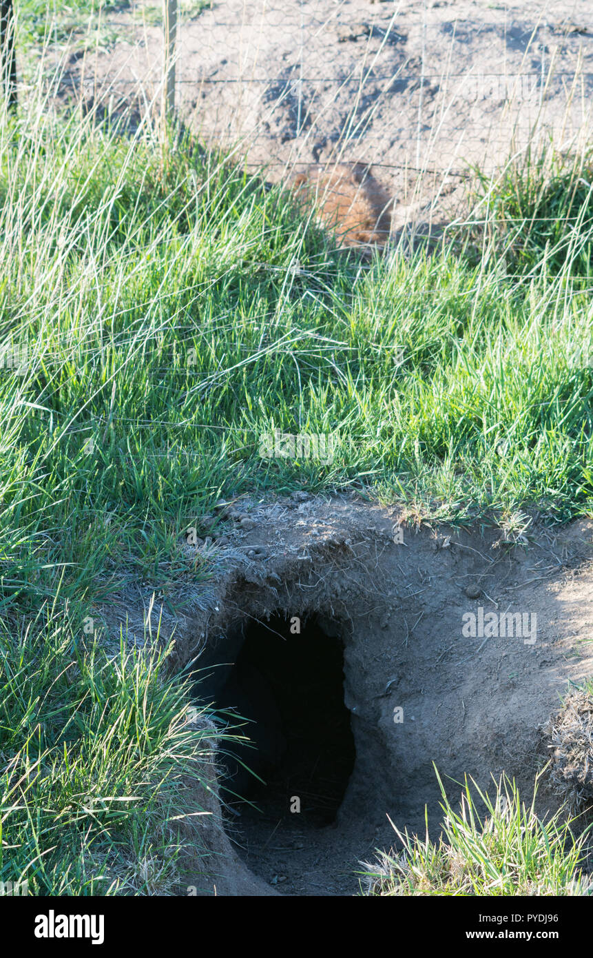 Wombat with bad mange entering its burrow in the afternoon Stock Photo ...
