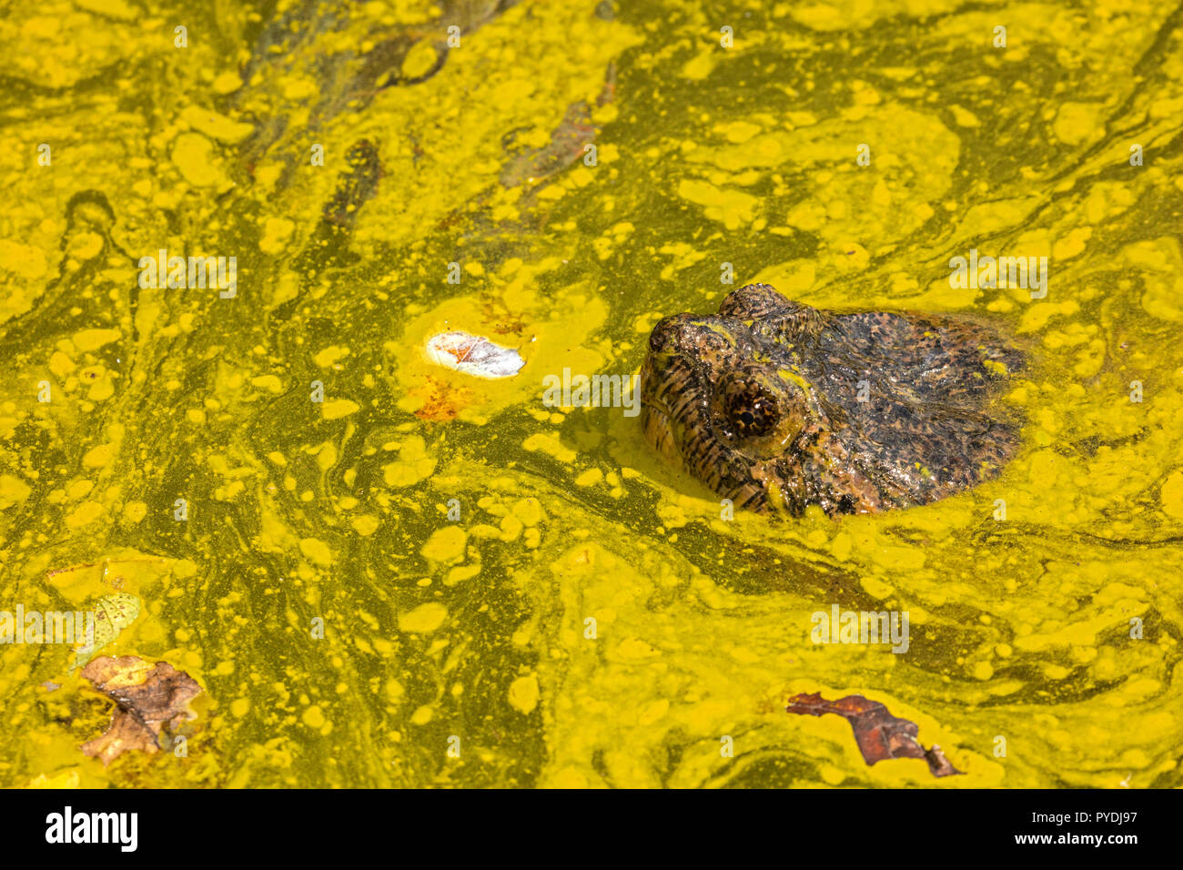 snapping turtle,Chelydra serpentina, and algal bloom,Cyanobacteria ...