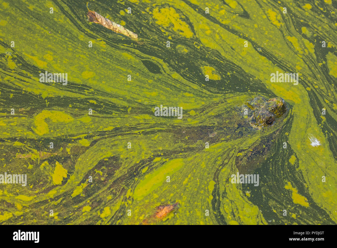 snapping turtle,Chelydra serpentina, and algal bloom,Cyanobacteria ...