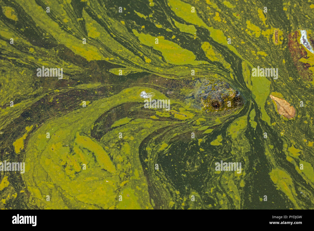 snapping turtle,Chelydra serpentina, and algal bloom,Cyanobacteria ...