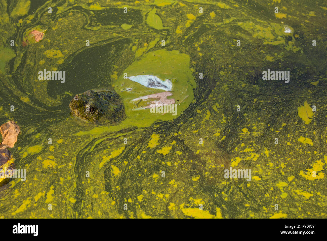 snapping turtle,Chelydra serpentina, and algal bloom,Cyanobacteria ...