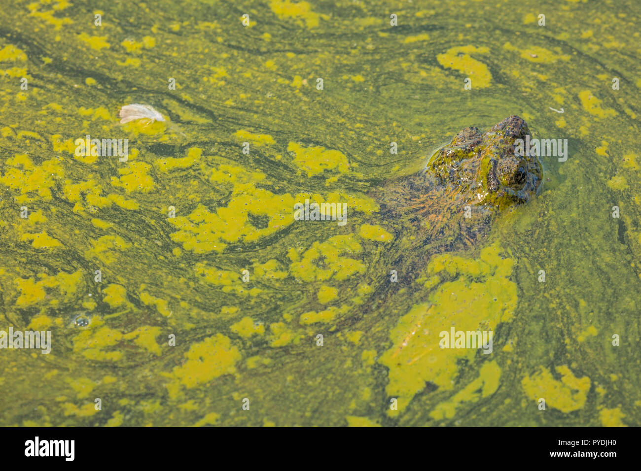 snapping turtle,Chelydra serpentina, and algal bloom,Cyanobacteria ...
