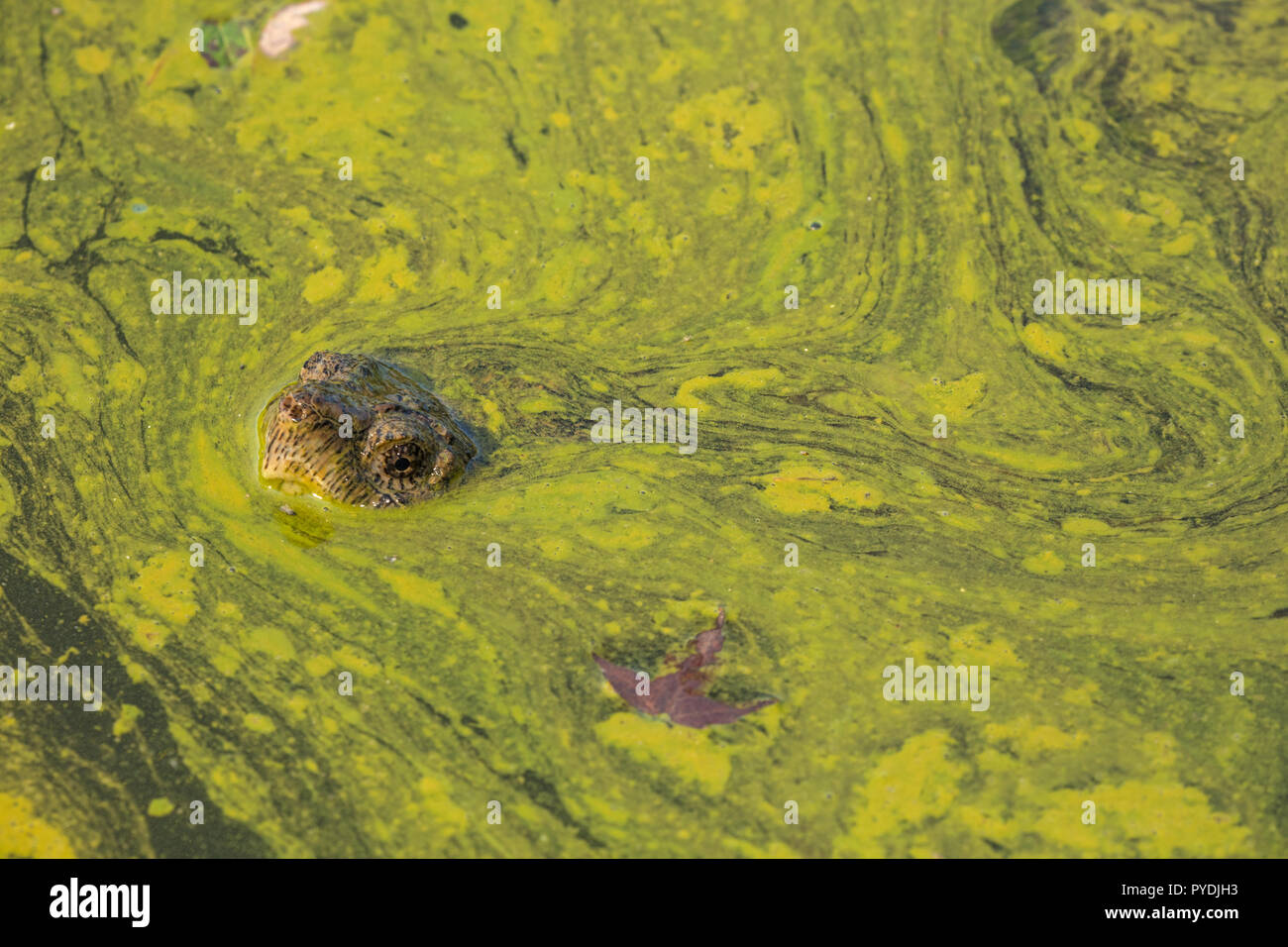 snapping turtle,Chelydra serpentina, and algal bloom,Cyanobacteria ...