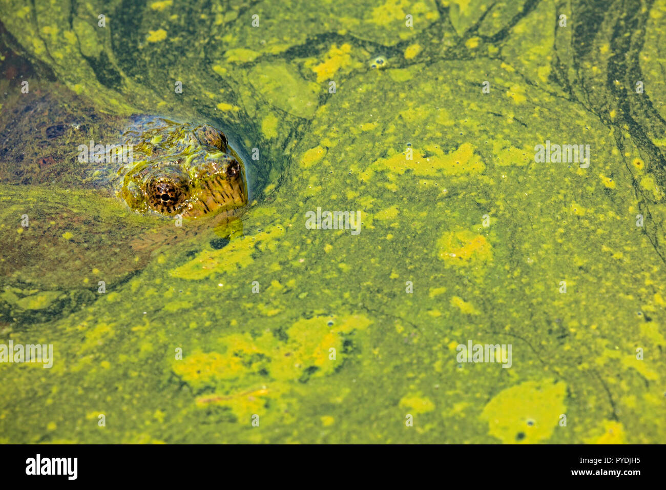 snapping turtle,Chelydra serpentina, and algal bloom,Cyanobacteria ...