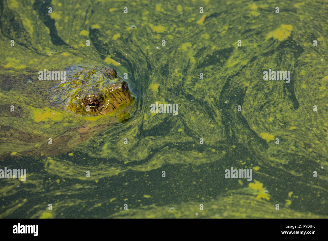 snapping turtle,Chelydra serpentina, and algal bloom,Cyanobacteria ...