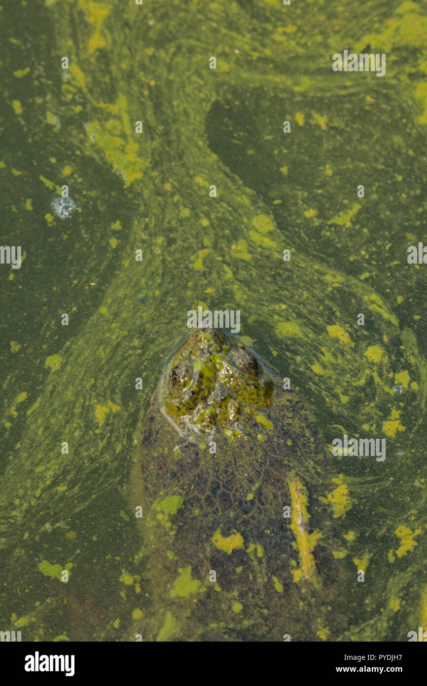 snapping turtle,Chelydra serpentina, and algal bloom,Cyanobacteria ...