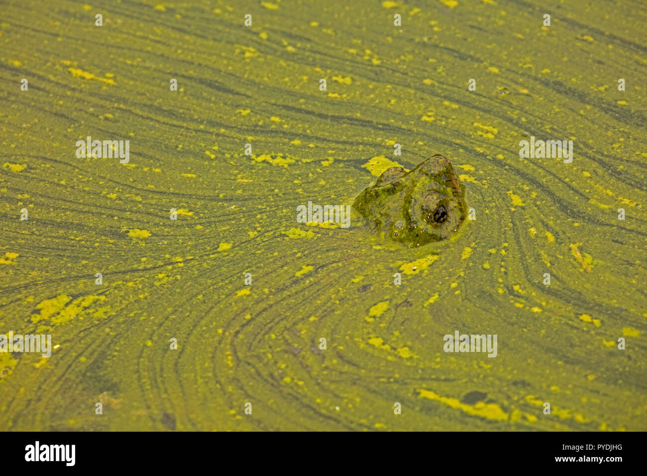 snapping turtle,Chelydra serpentina, and algal bloom,Cyanobacteria ...
