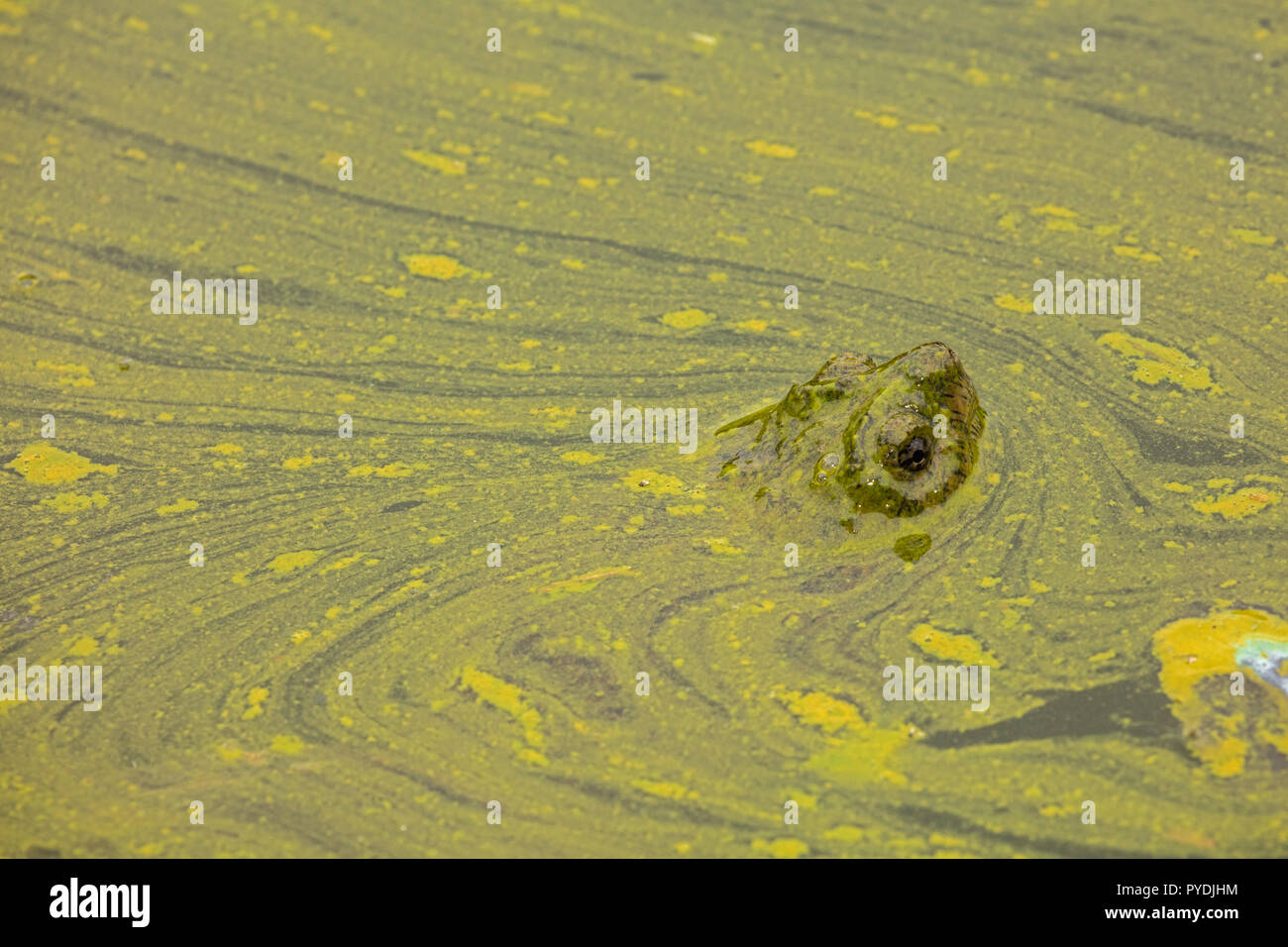 snapping turtle,Chelydra serpentina, and algal bloom,Cyanobacteria ...